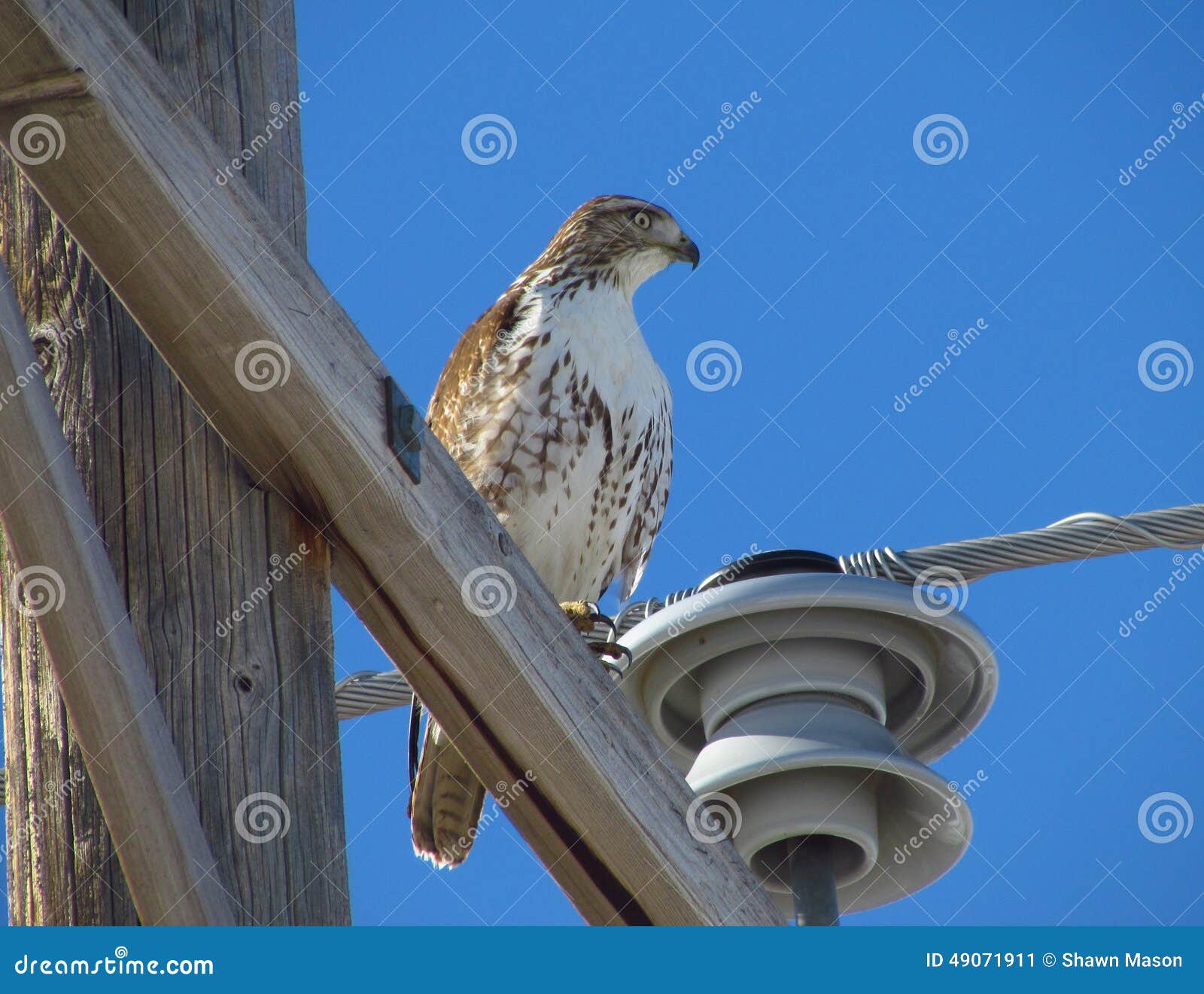 Red Tail Hawk stock image. Image of hunting, tail, wildlife - 49071911