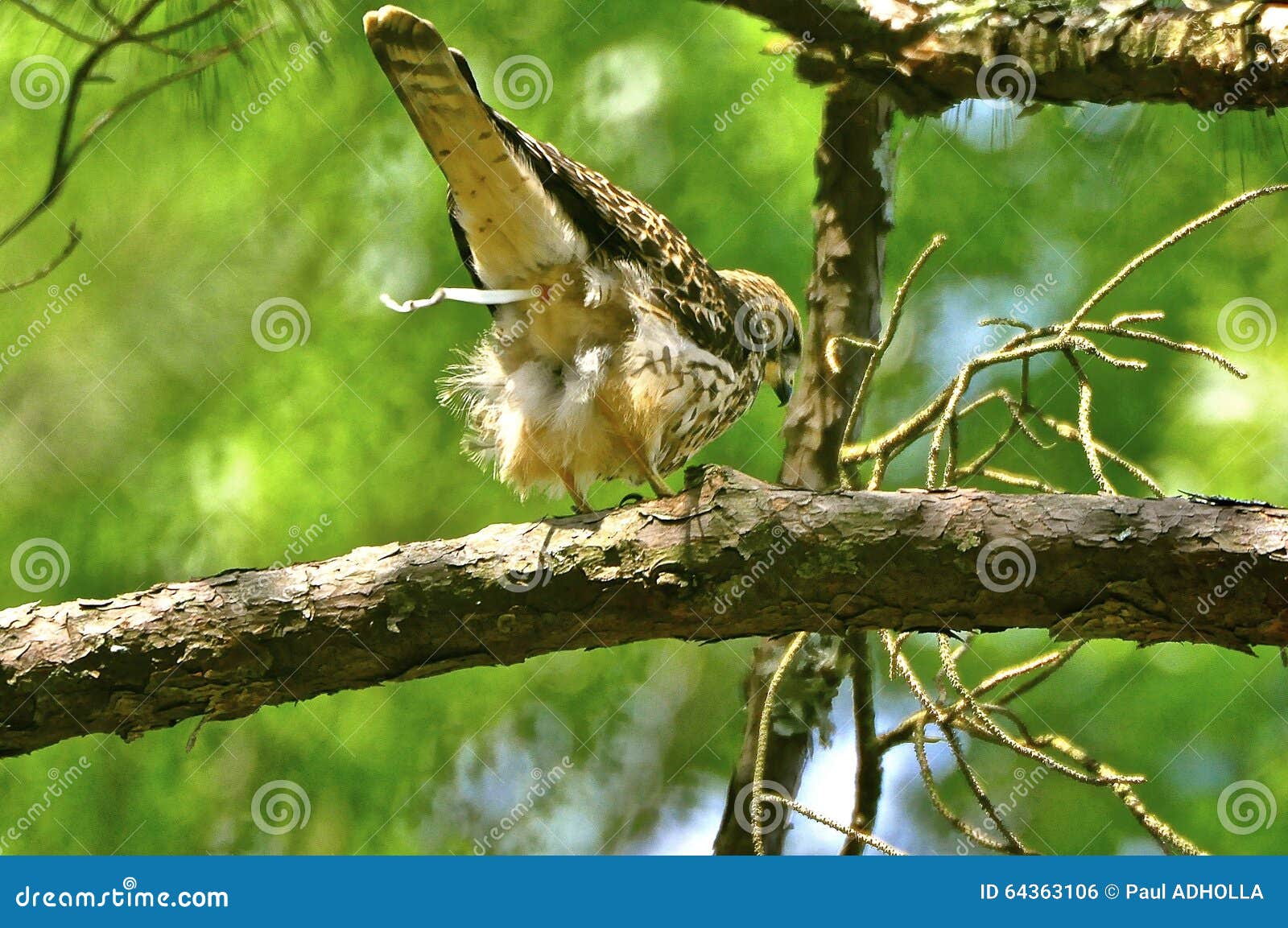 Red tail hawk stock photo. Image of shooting, tail, pointing - 64363106