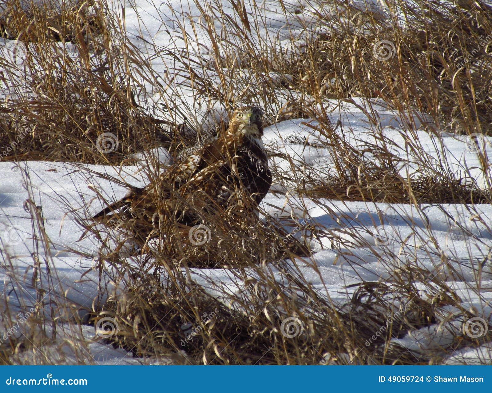 Red Tail Hawk stock photo. Image of hunting, bird, pouncing - 49059724
