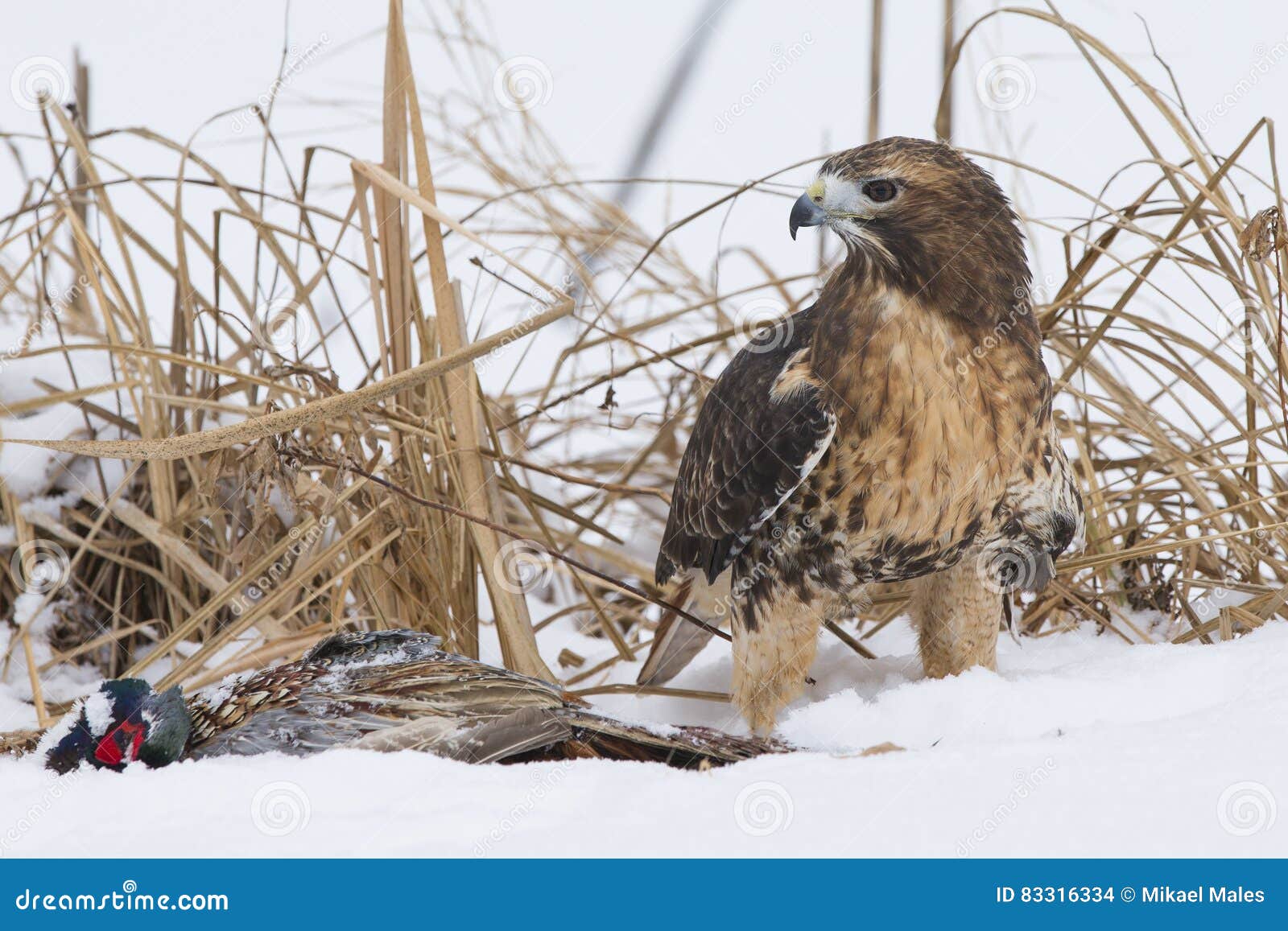 Red tail hawk with prey stock photo. Image of prey, bird - 83316334