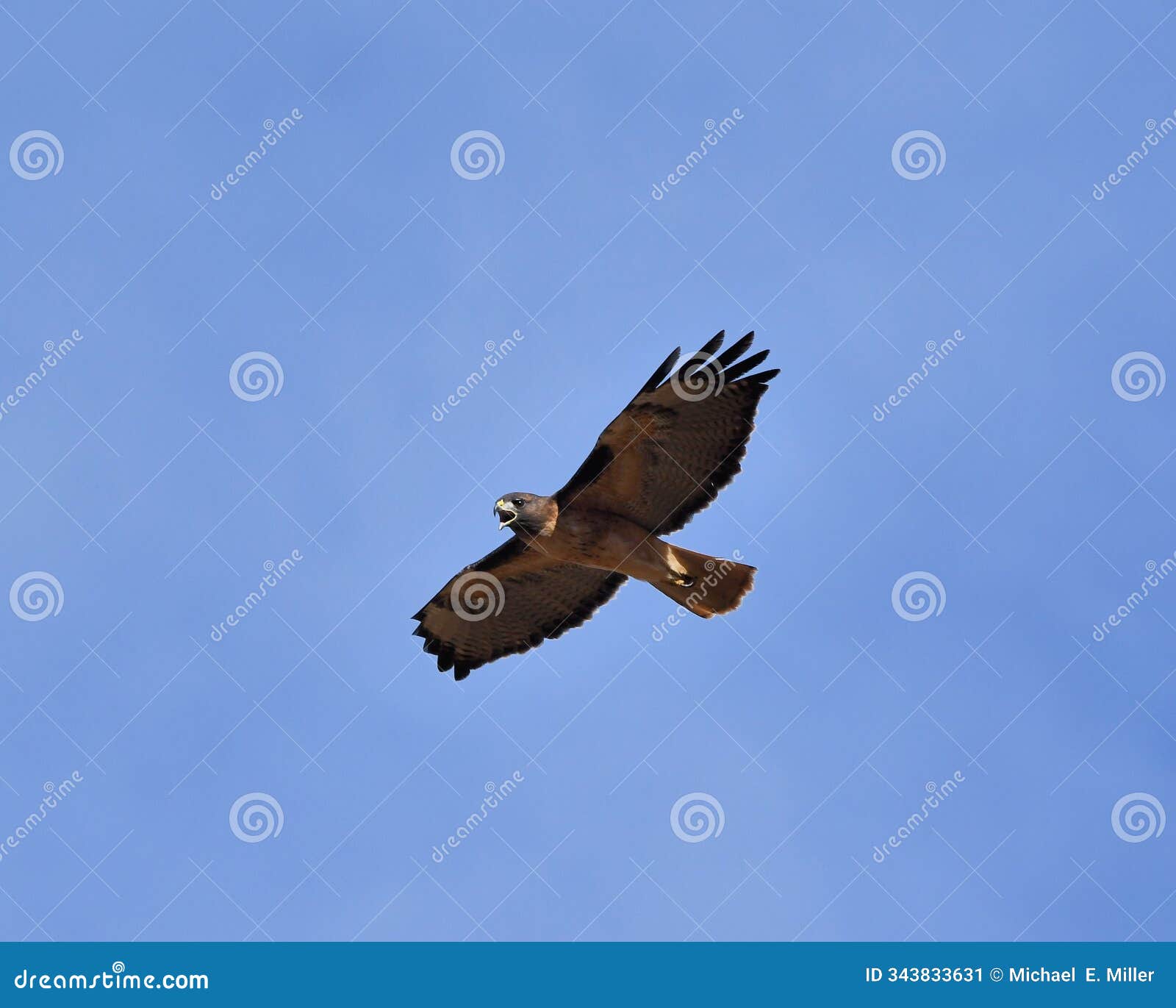 Red Tail Hawk Screeching As it Flies Overhead Stock Image - Image of ...