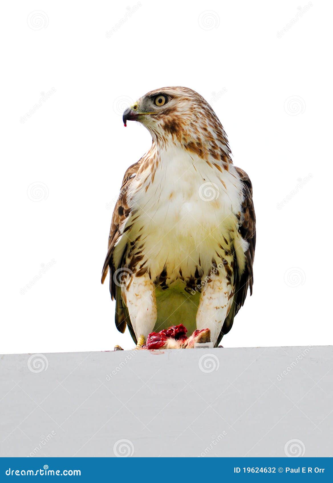 Red Tail Hawk Sitting on a Sign Stock Photo - Image of animal, falcon ...