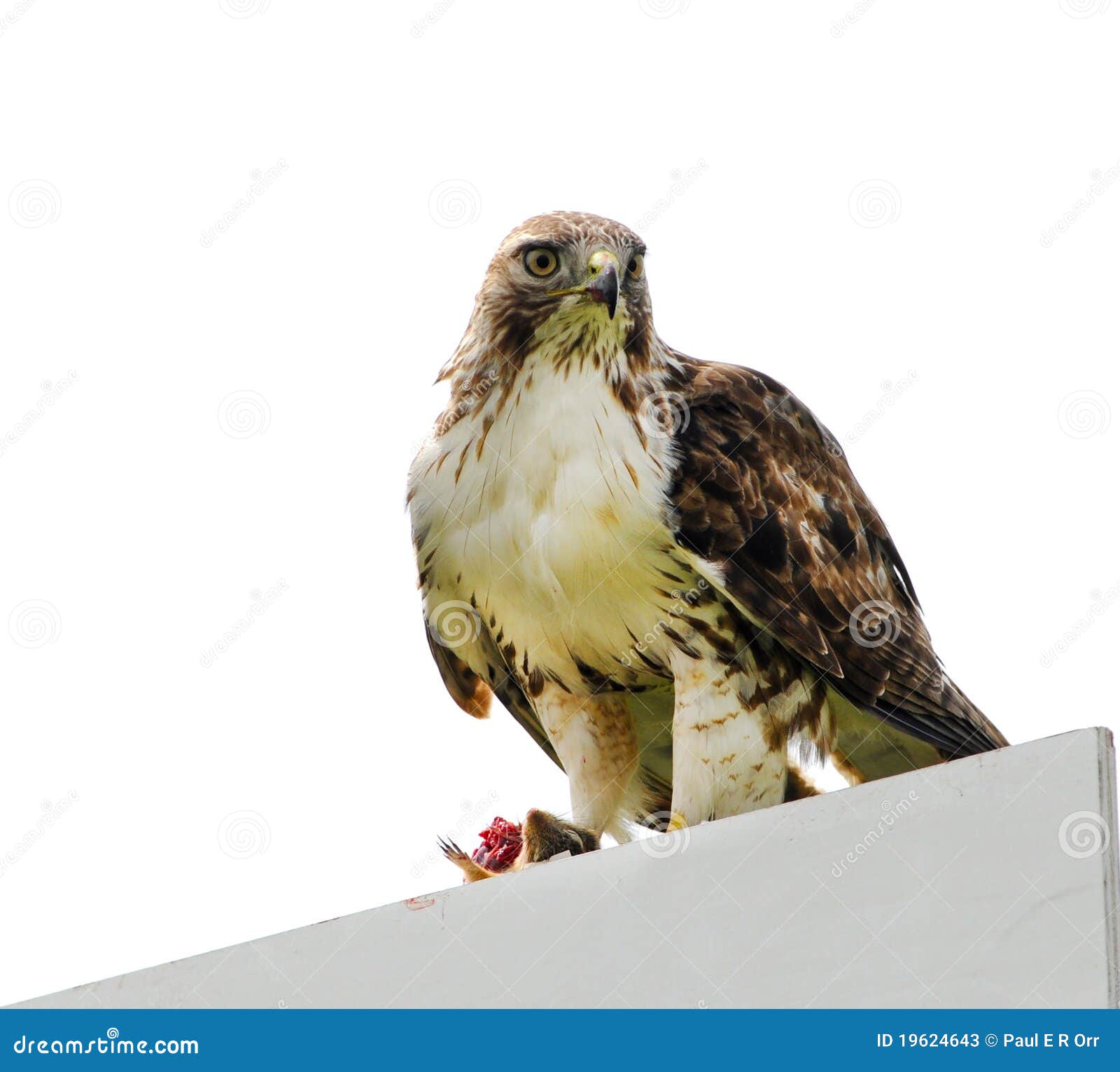 Red Tail Hawk Sitting on a Sign Stock Image - Image of profile, alert ...