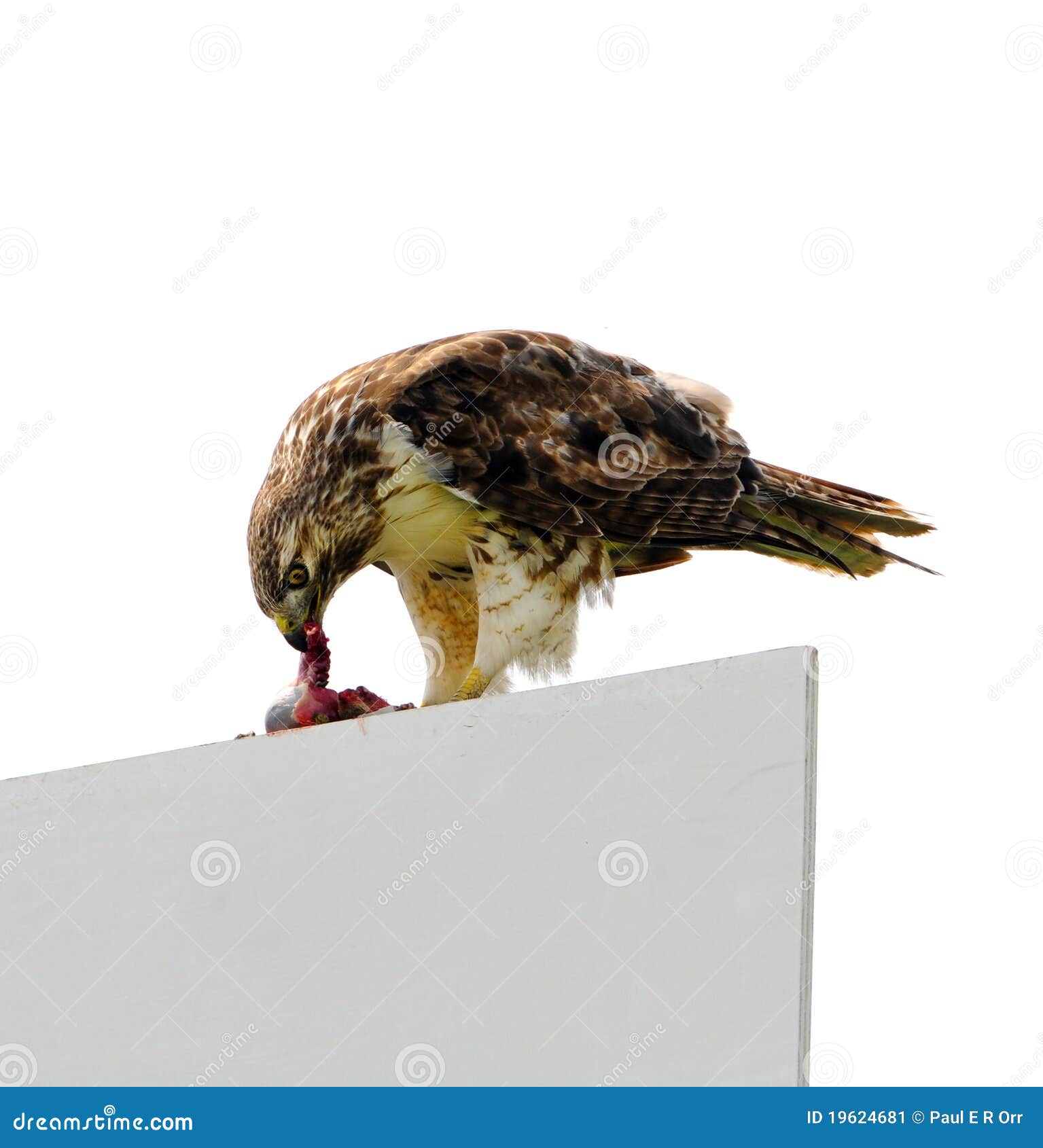 Red Tail Hawk Sitting on a Sign Stock Image - Image of closeup, nature ...