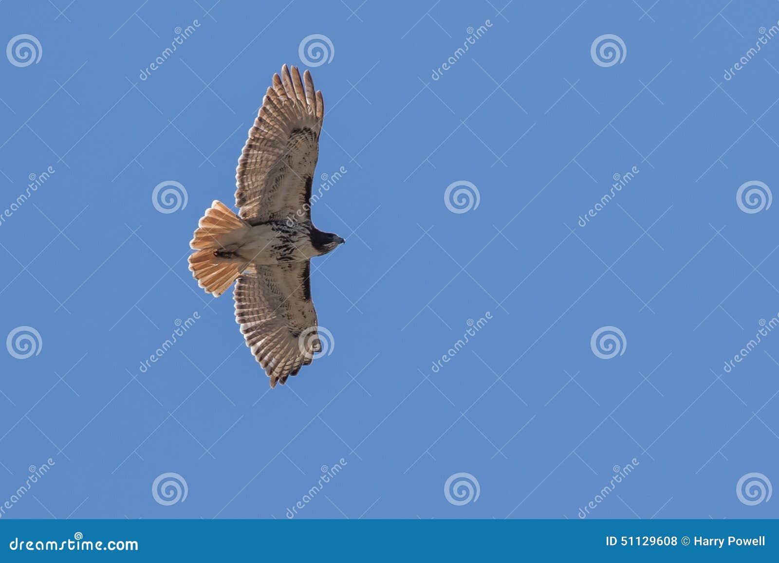 Red Tail Hawk soaring stock photo. Image of buteo, feather - 51129608