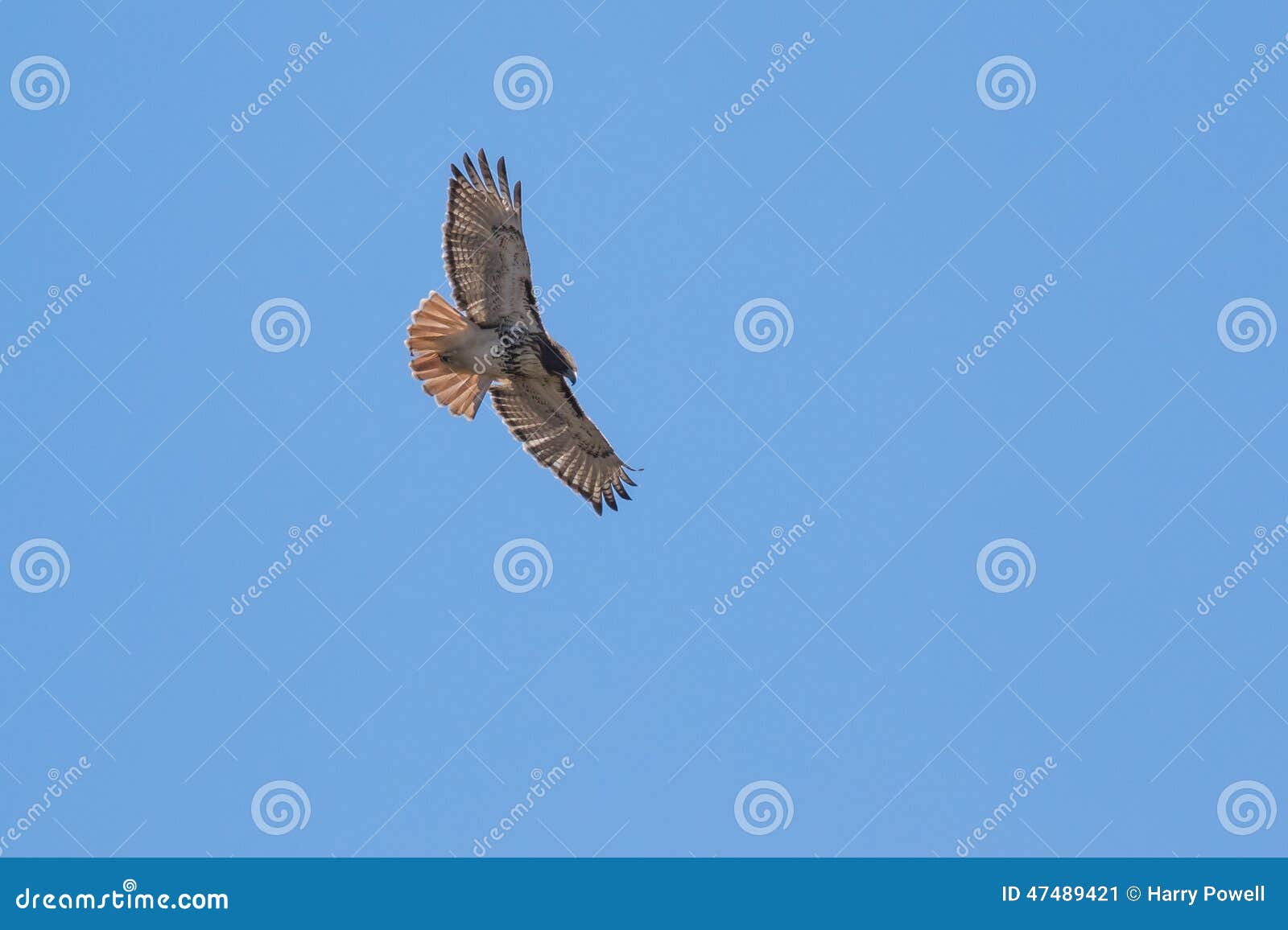 Red Tail Hawk soaring stock image. Image of kite, raptor - 47489421