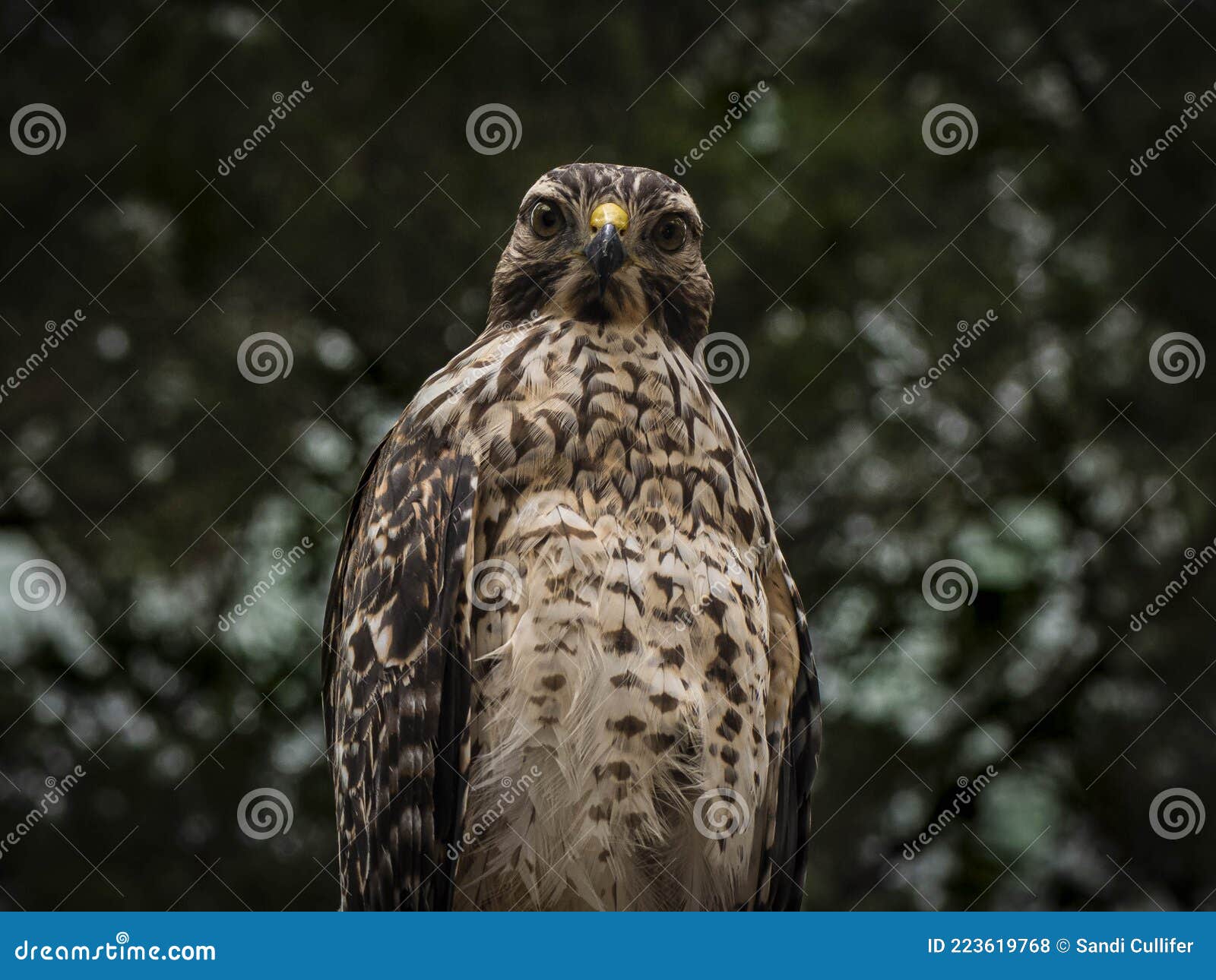 Red Tail Hawk Staring at You! Stock Photo - Image of intence, forest ...
