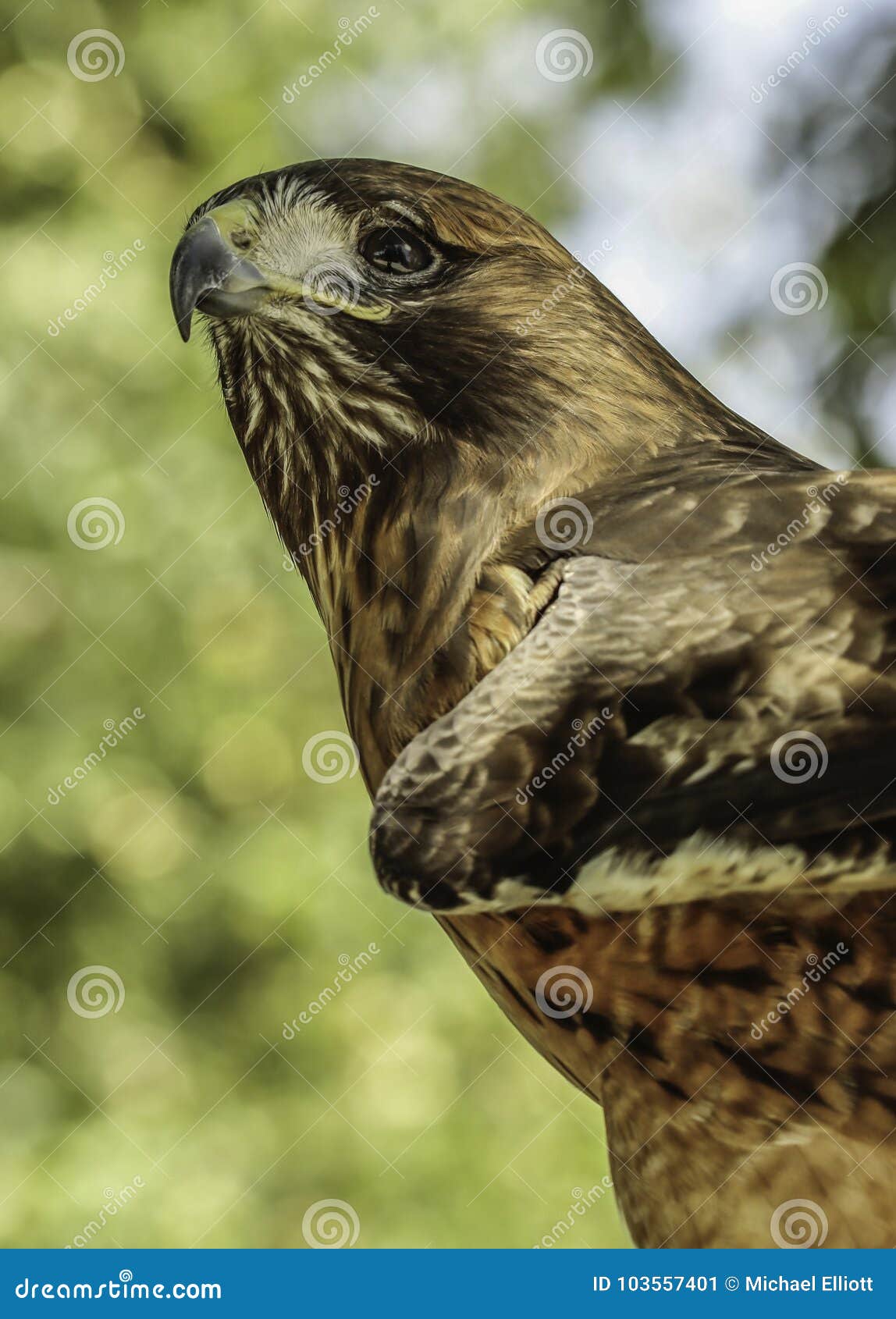 Red Tail Hawk stock image. Image of feathers, diurnal - 103557401