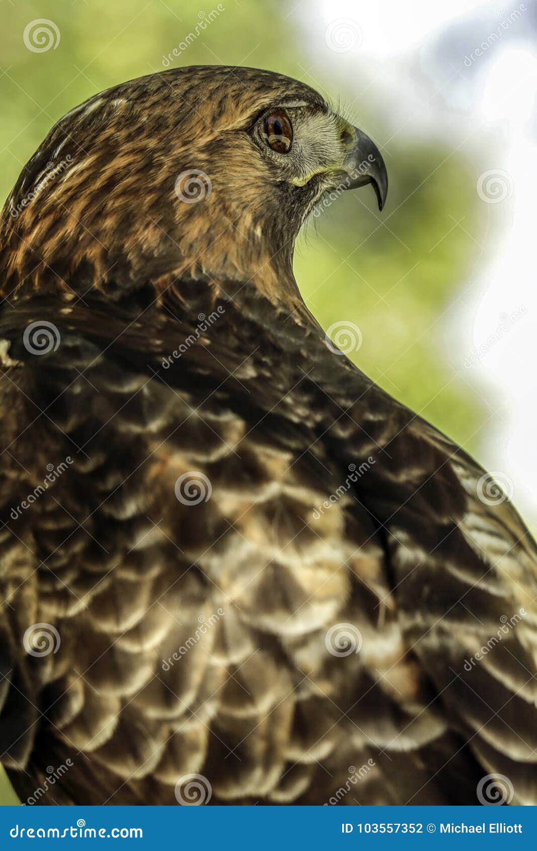 Red Tail Hawk stock photo. Image of fauna, ferruginous - 103557352