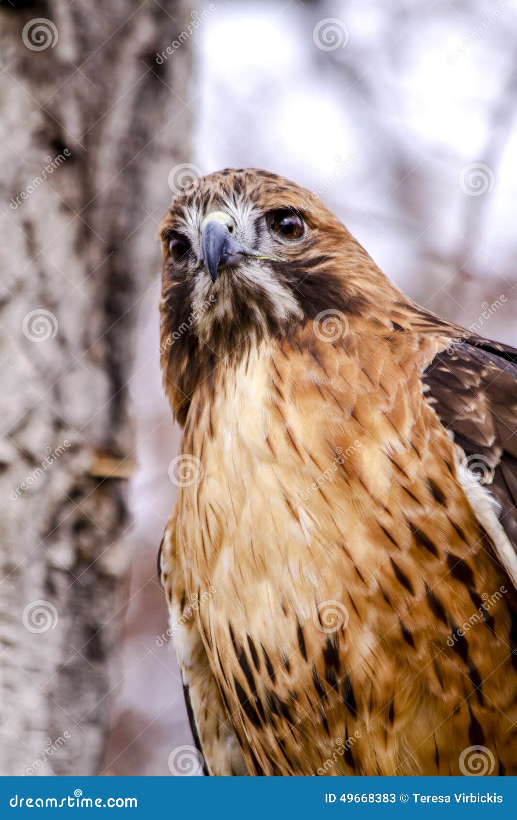 Red Tail Hawk in Winter Setting Stock Image - Image of feather, prey ...