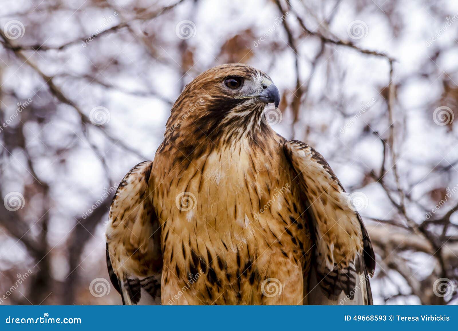 Red Tail Hawk in Winter Setting Stock Image - Image of predator ...