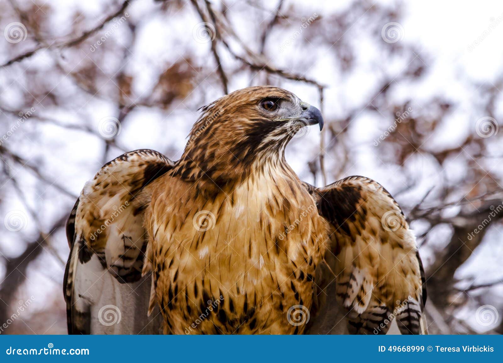 Red Tail Hawk in Winter Setting Stock Image - Image of raptor, bird ...
