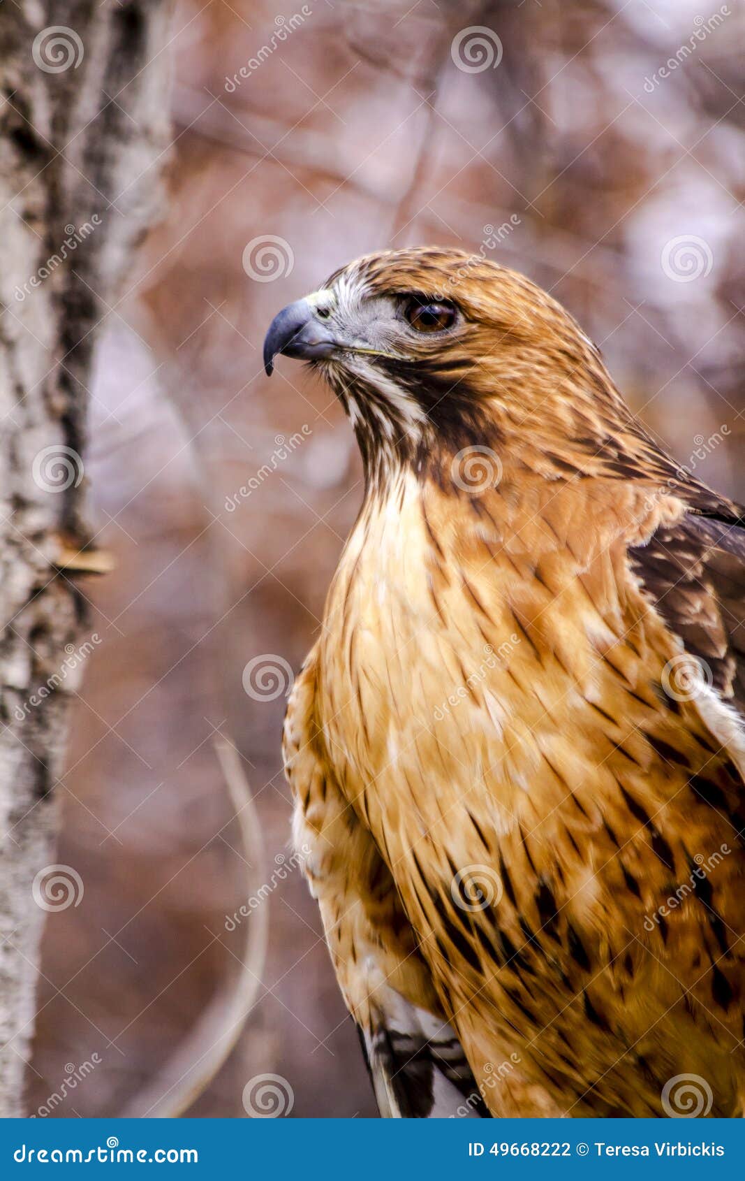 Red Tail Hawk in Winter Setting Stock Photo - Image of nature, fast ...