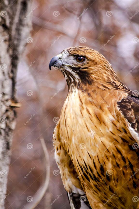 Red Tail Hawk in Winter Setting Stock Photo - Image of nature, fast ...