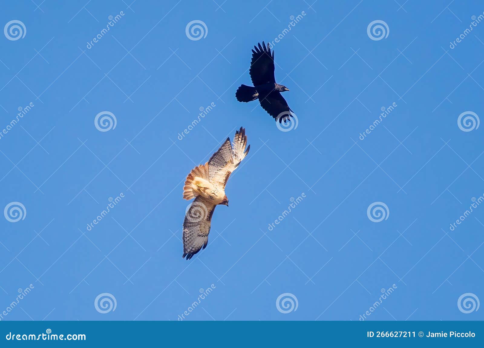 Red Tail HawkRed Tailed Hawk and a Crow Stock Image - Image of tail ...
