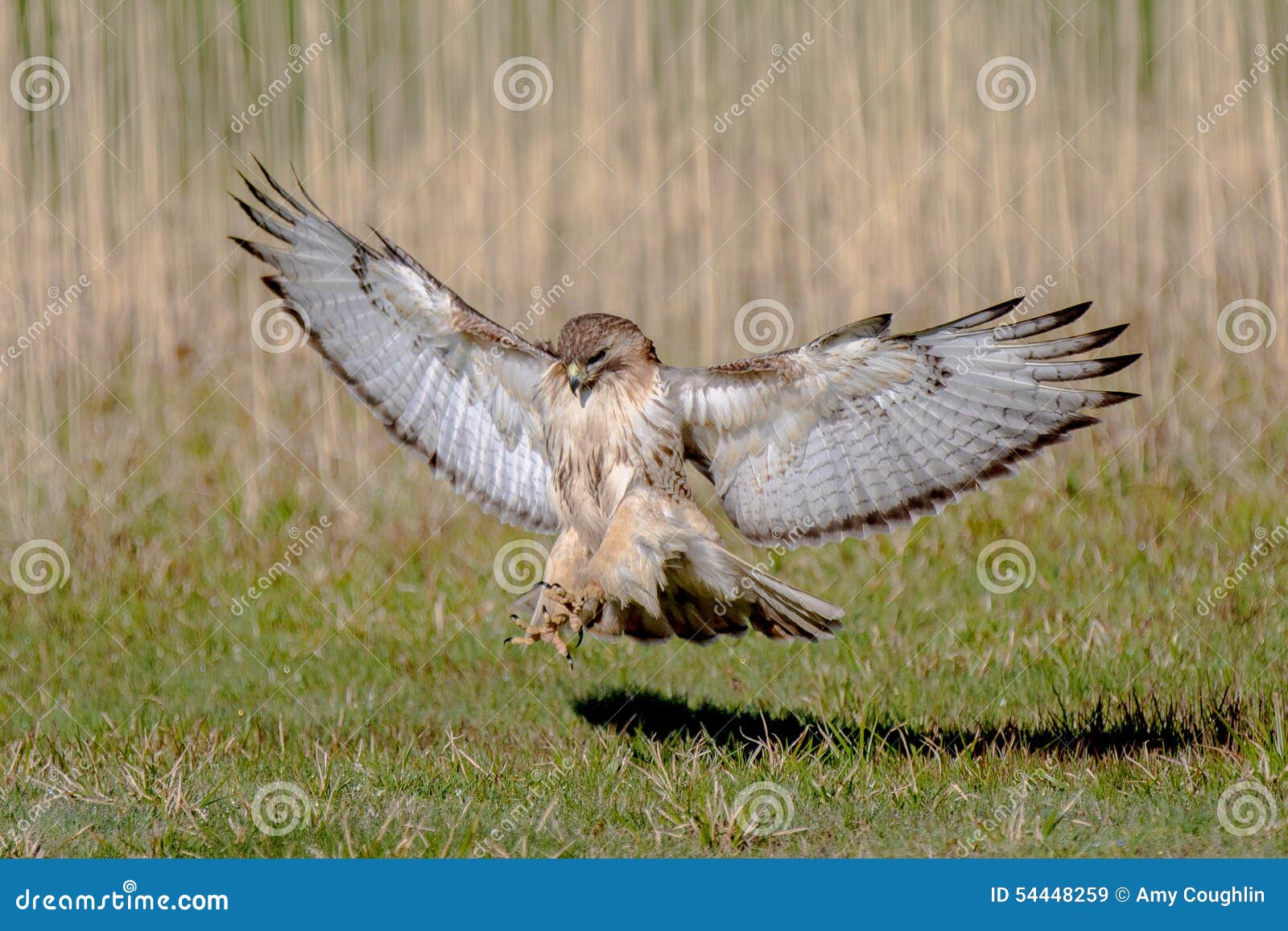 Red Tail Landing stock image. Image of hawk, wings, talons - 54448259