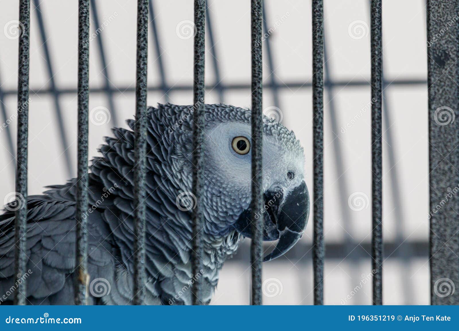 Caged parrot stock image. Image of plumage, caged, watching - 196351219