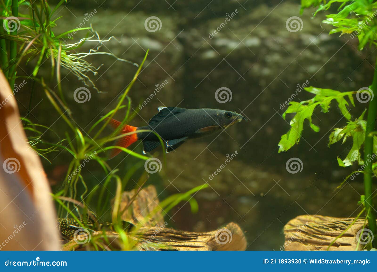 Red Tail Shark Fish in a Beautiful Aquarium Stock Photo - Image of ...