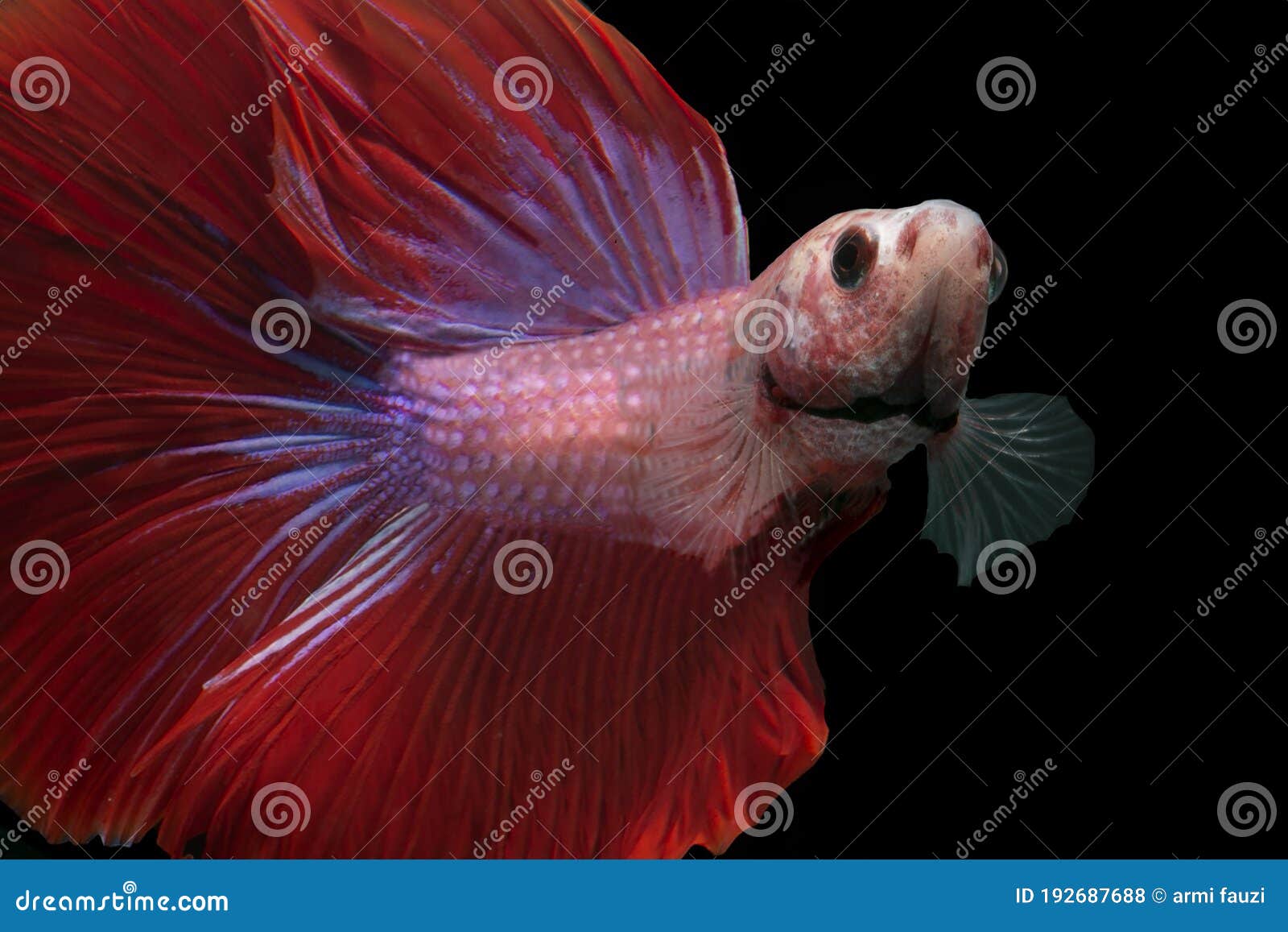 Red Tail Strip Pink Siamese Fighting Fish Stock Photo - Image of fish ...