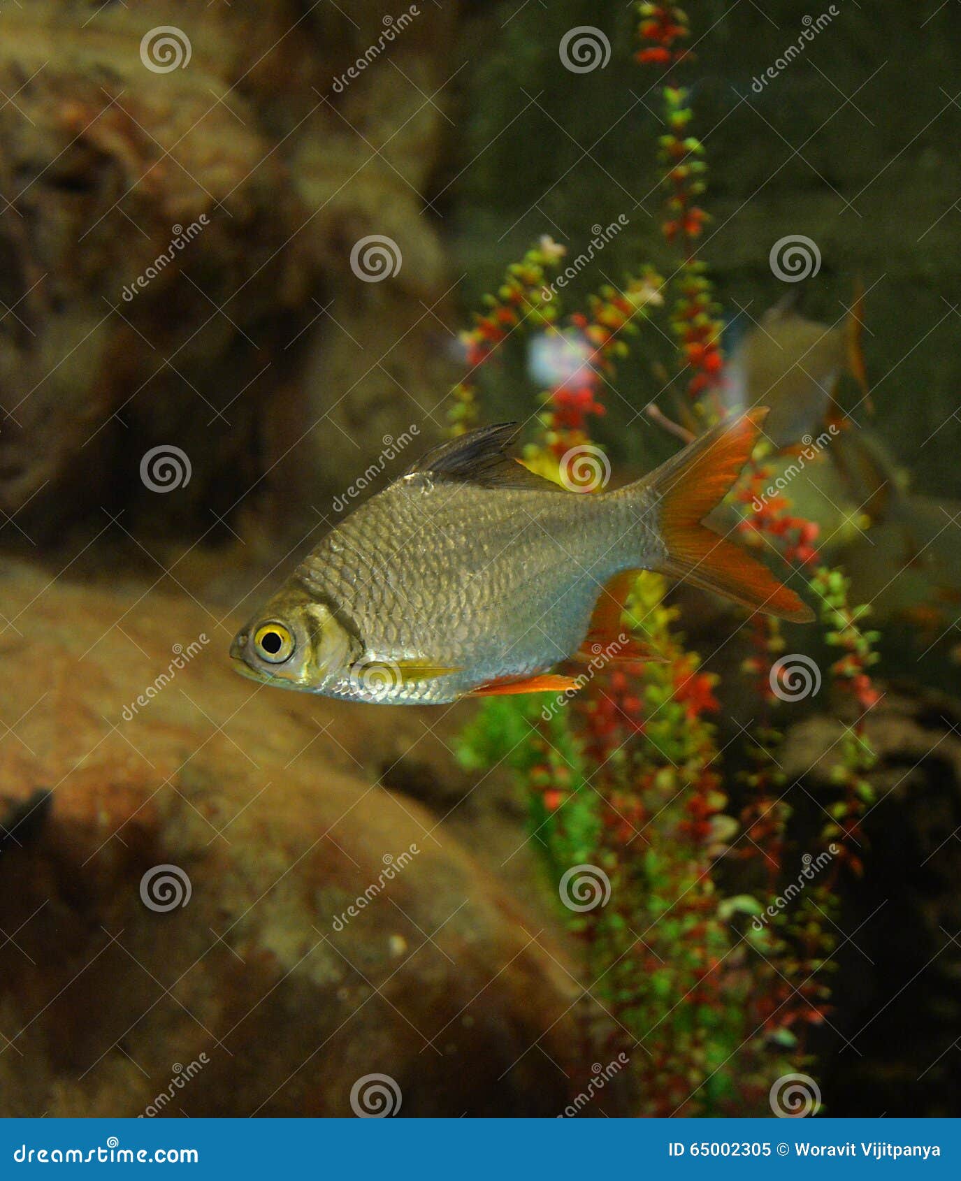 Red Tail Tinfoil Barb
