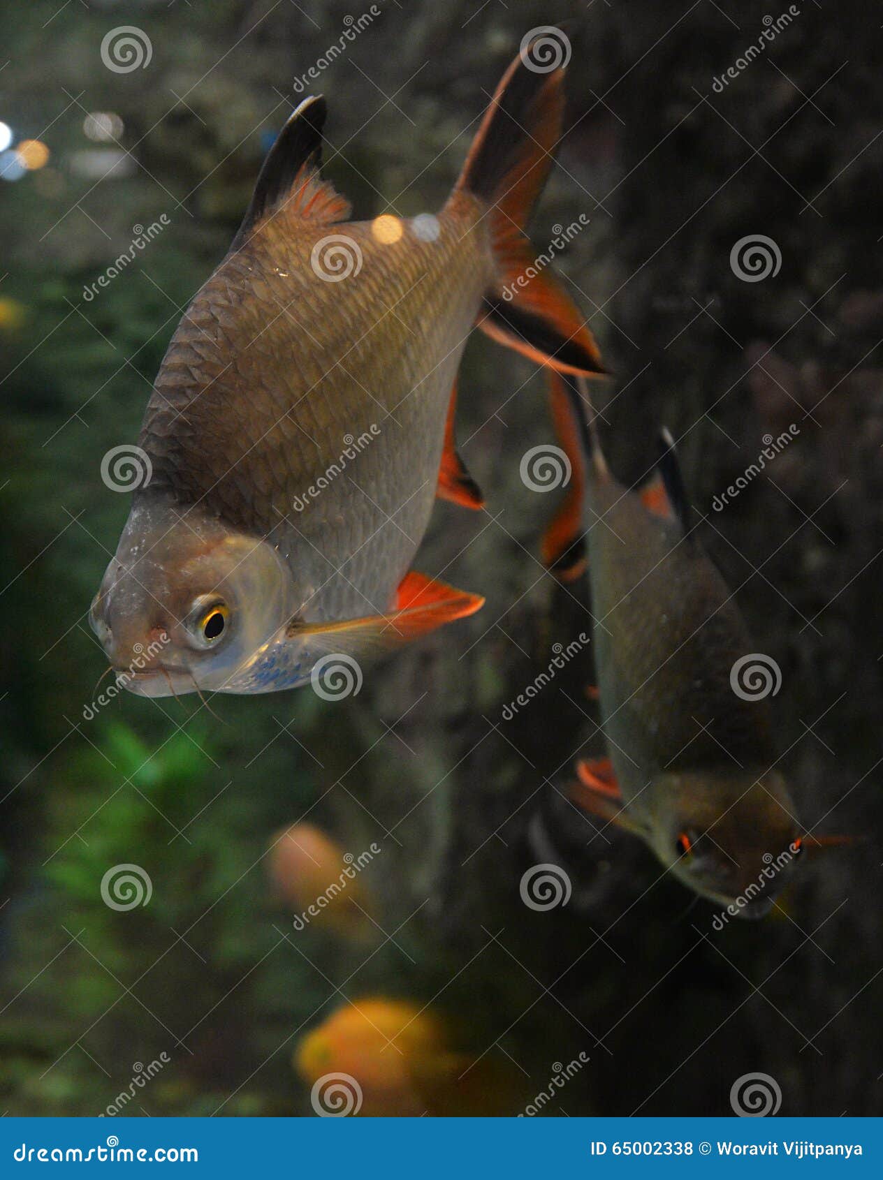 Red Tail Tinfoil Barb