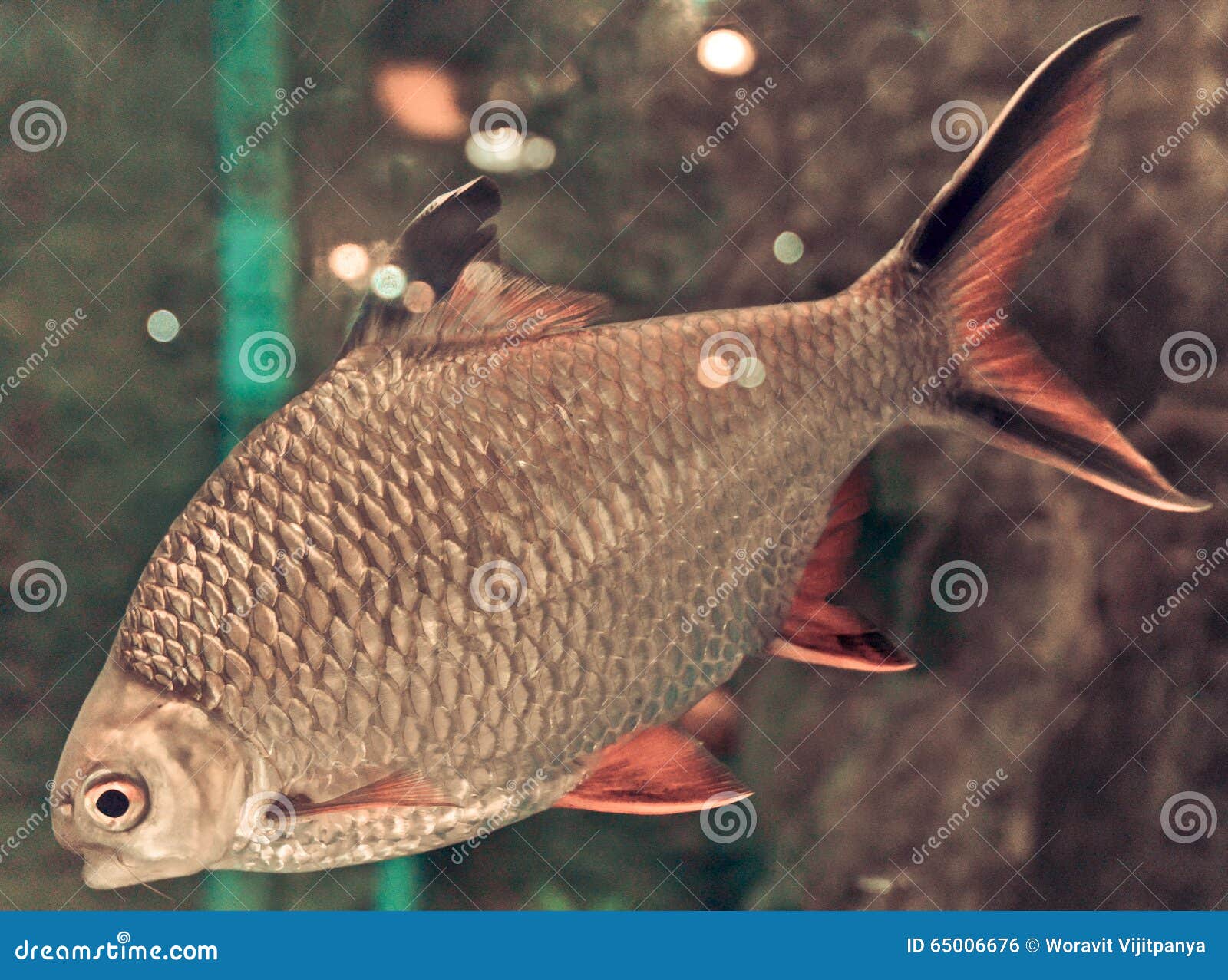 Red-tail tinfoil barb stock photo. Image of water, barb - 65006676