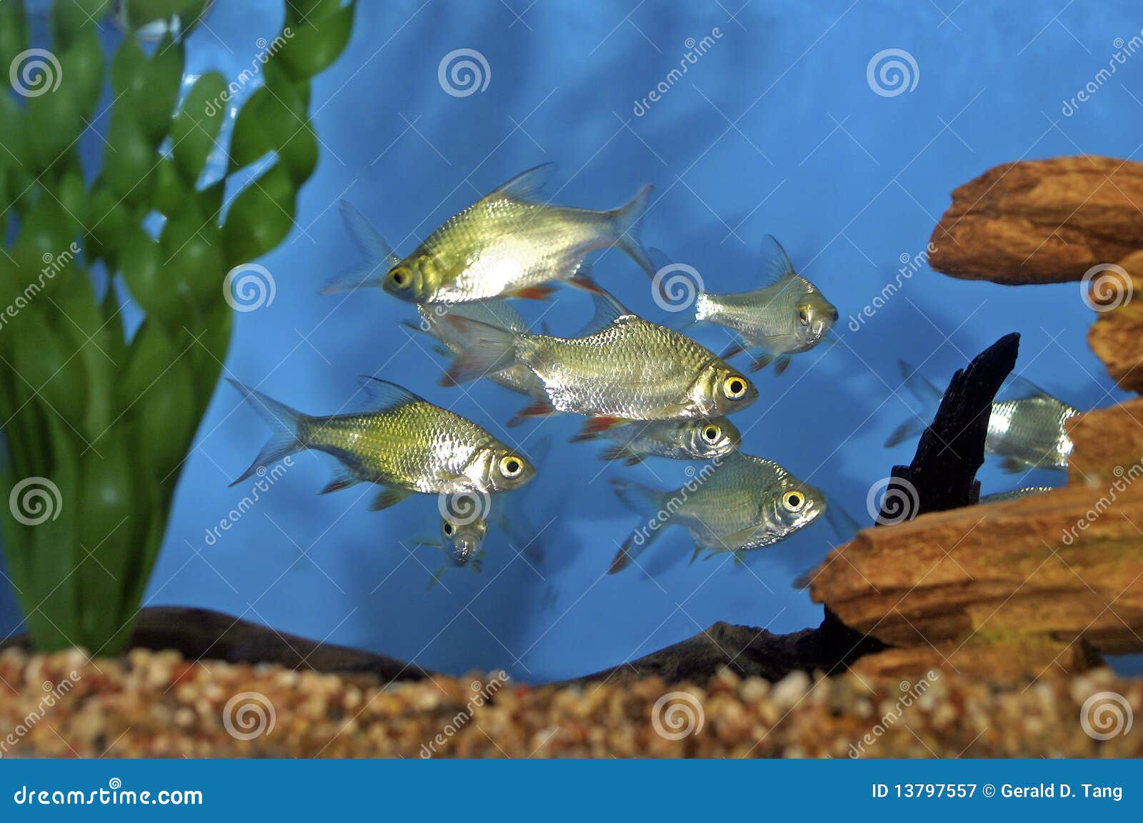 Red Tail Tinfoil Barbs 606622 Stock Image - Image of schwanenfeld, pets ...