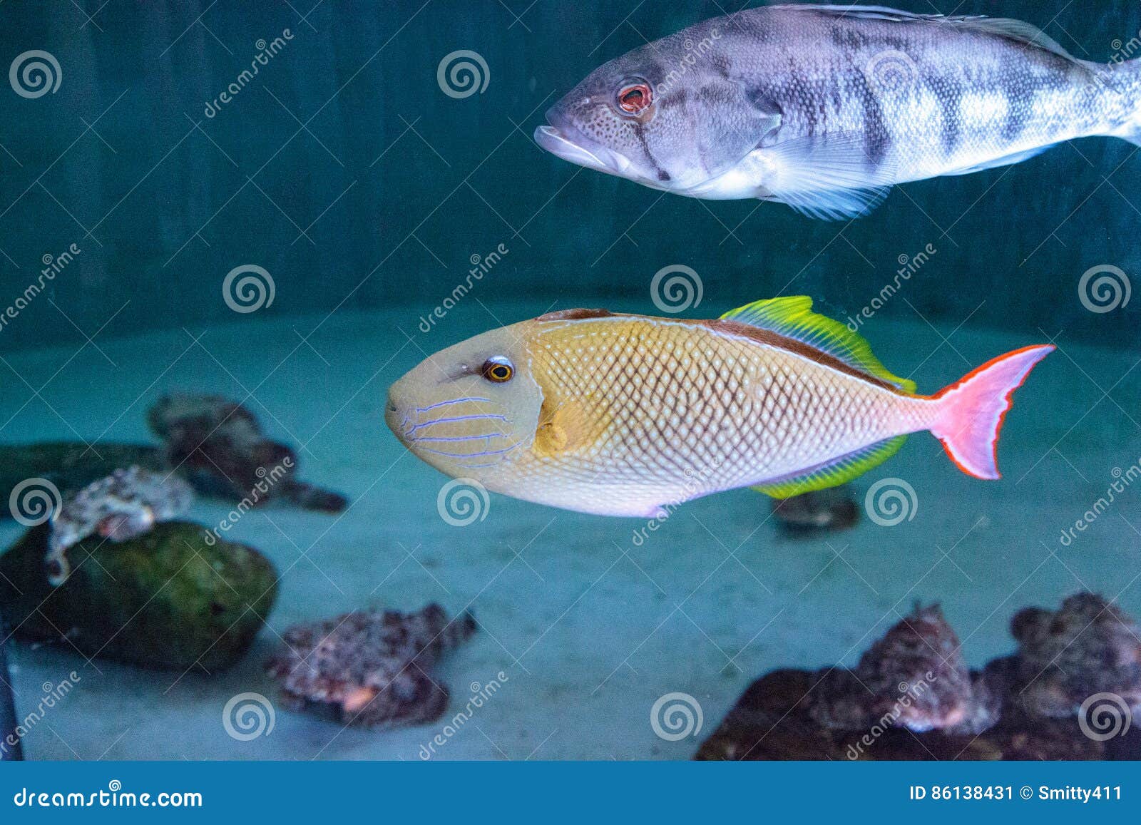 Red Tail Triggerfish Xanthichthys Mento Stock Image - Image of ...
