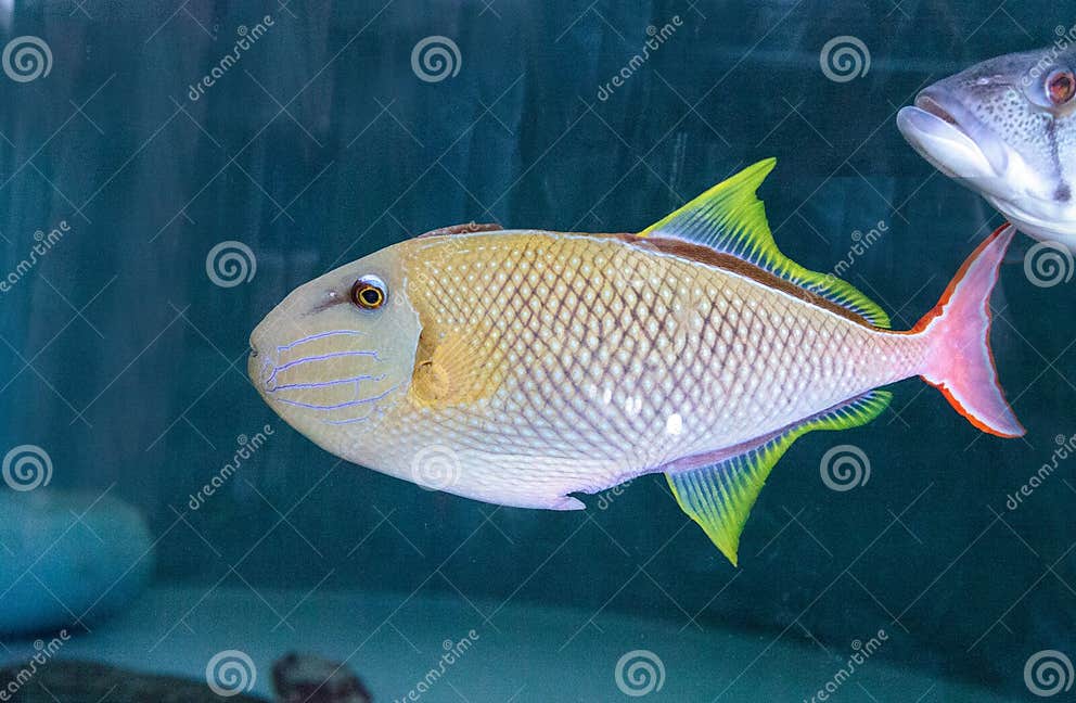 Red Tail Triggerfish Xanthichthys Mento Stock Photo - Image of ...