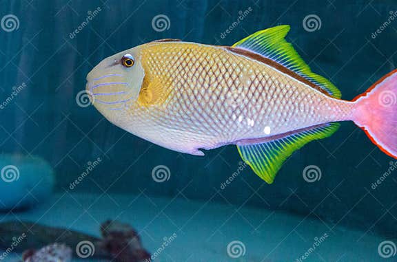 Red Tail Triggerfish Xanthichthys Mento Stock Photo - Image of tail ...