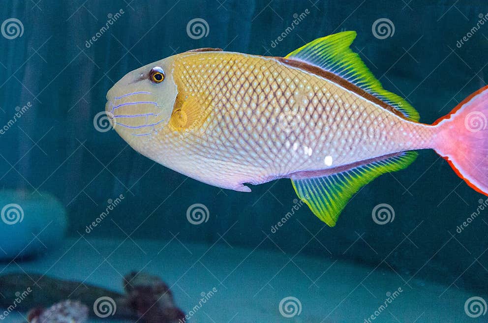 Red Tail Triggerfish Xanthichthys Mento Stock Photo - Image of tail ...