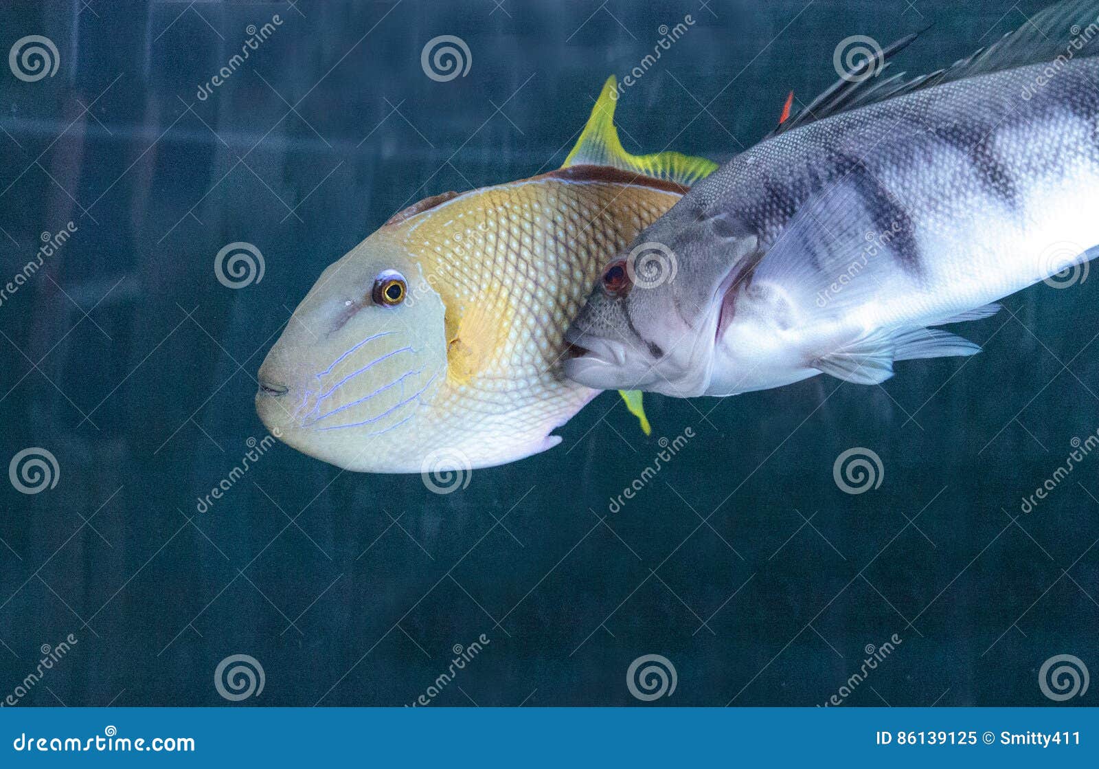 Red Tail Triggerfish Xanthichthys Mento Stock Image - Image of tropical ...