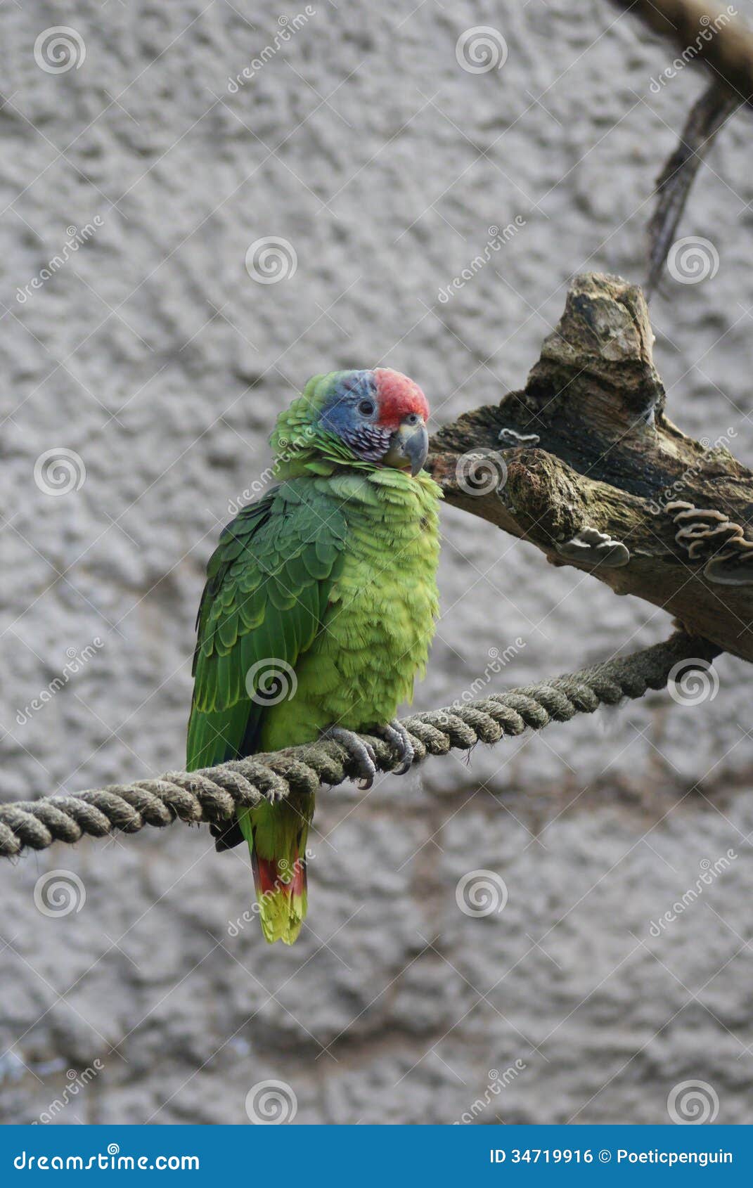 Red-tailed Amazon - Amazona Brasiliensis Stock Photo - Image of plumage ...