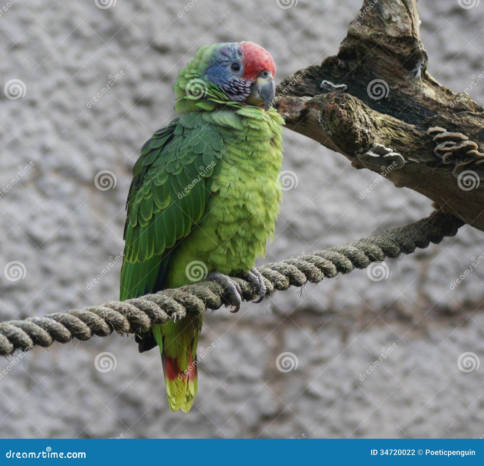 Red-tailed Amazon - Amazona Brasiliensis Stock Photo - Image of ...