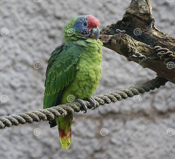 Red-tailed Amazon - Amazona Brasiliensis Stock Photo - Image of ...