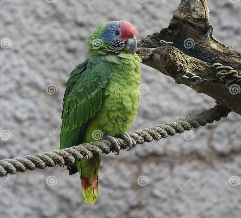Red-tailed Amazon - Amazona Brasiliensis Stock Photo - Image of ...
