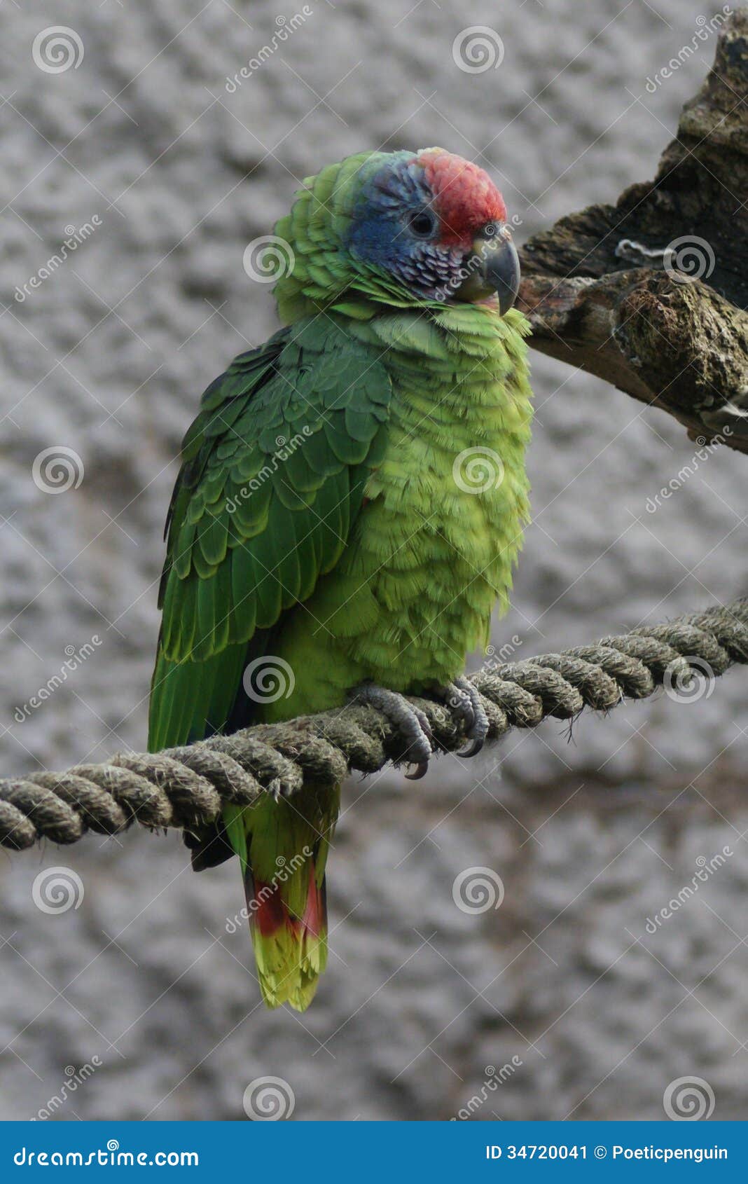 Red-tailed Amazon - Amazona Brasiliensis Stock Image - Image of ...