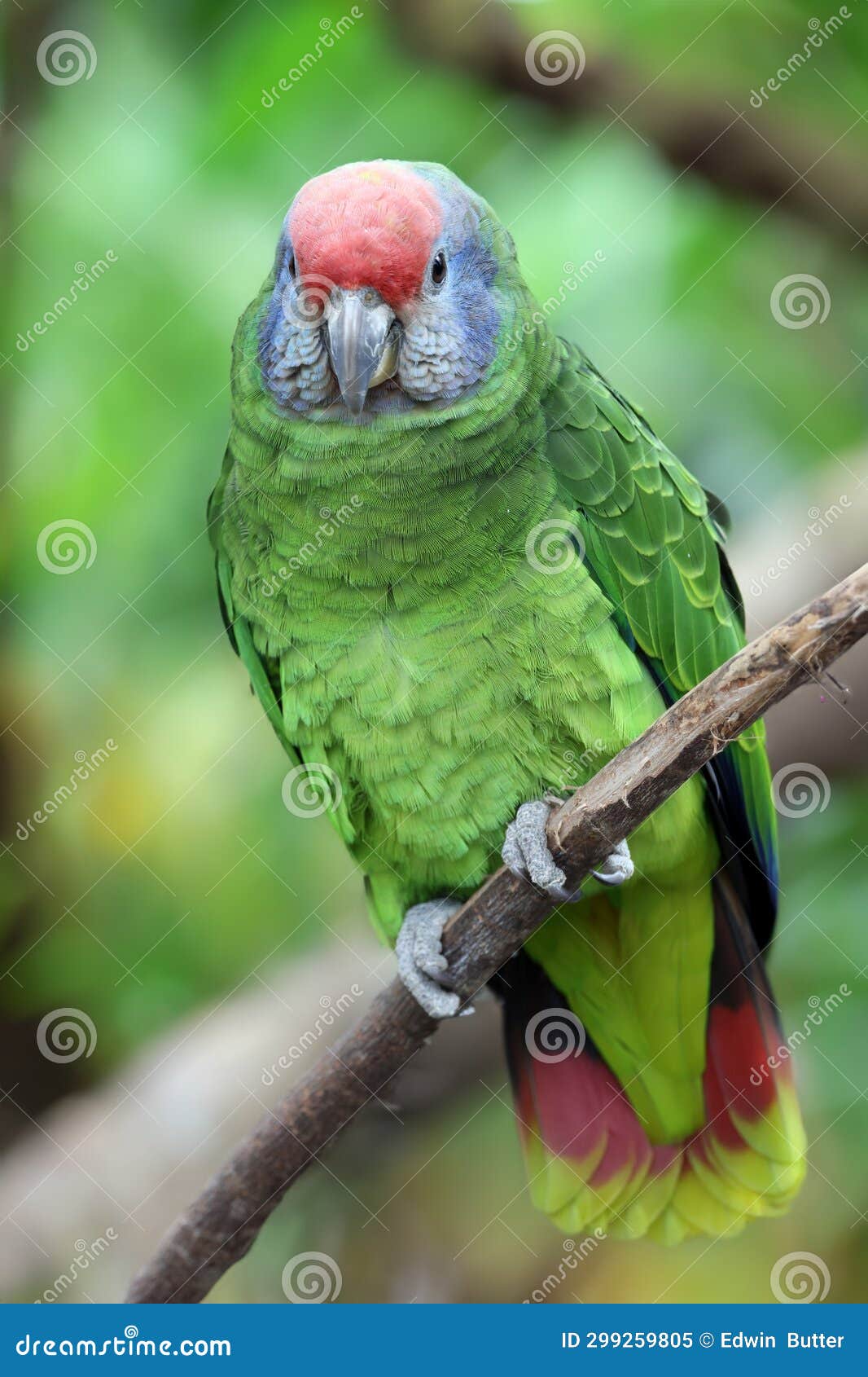 The Red-tailed Amazon Amazona Brasiliensis, Also Known As The Red ...