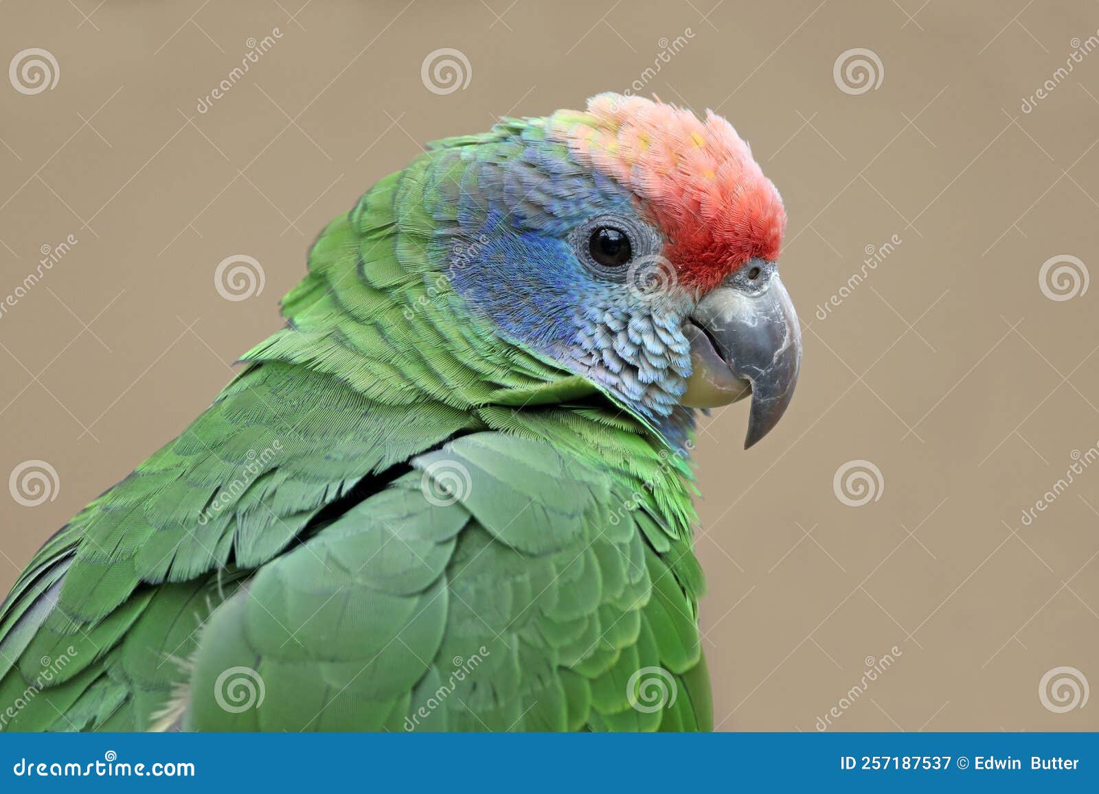 Red-tailed Amazon Amazona Brasiliensis Stock Image - Image of amazona ...