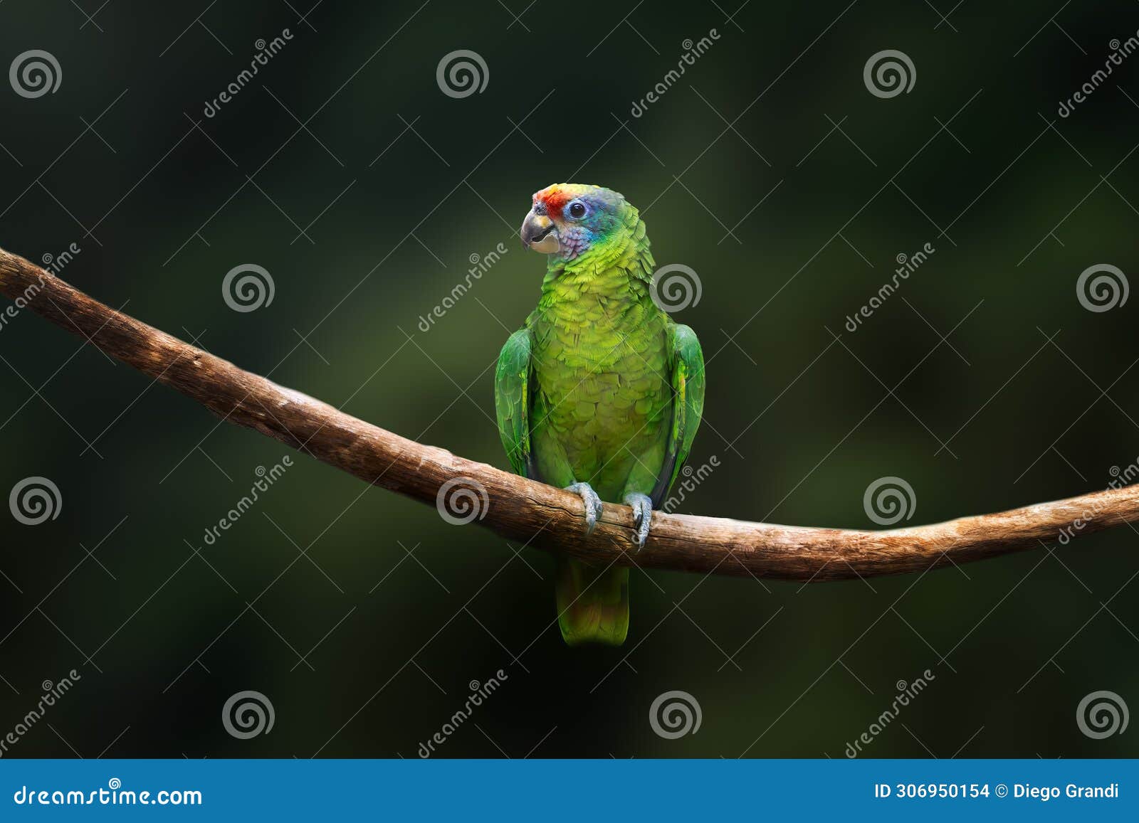 Red-tailed Amazon parrot stock photo. Image of amazona - 306950154