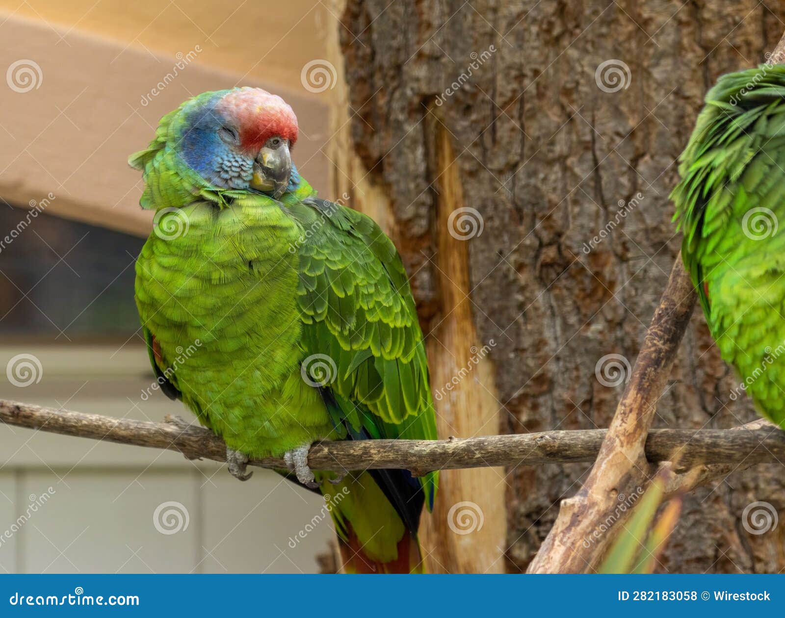 Red-tailed Amazon Parrot Perched on a Branch Stock Photo - Image of ...