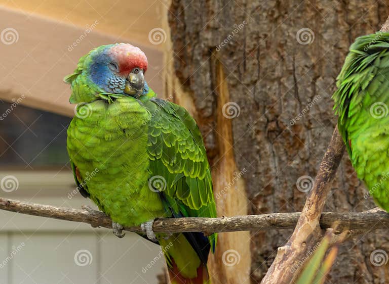 Red-tailed Amazon Parrot Perched on a Branch Stock Photo - Image of ...