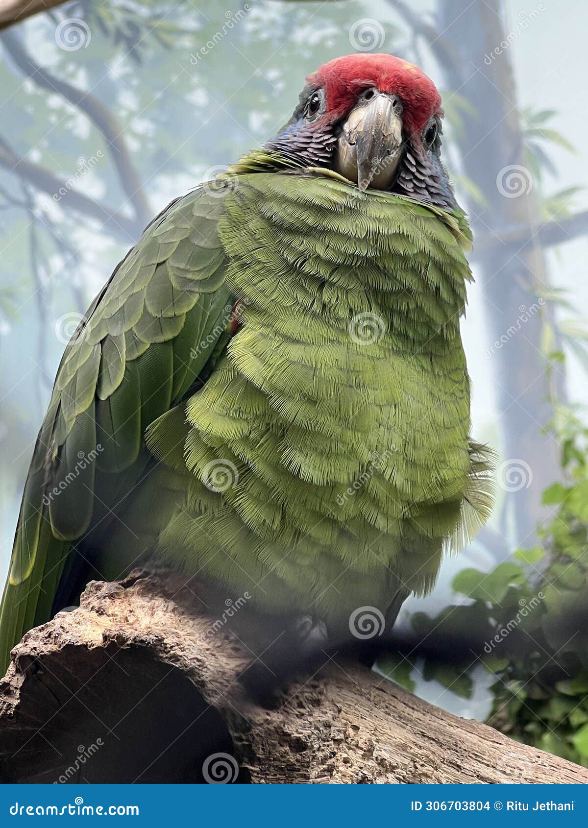 A Red Tailed Amazon Parrot stock photo. Image of colourful - 306703804