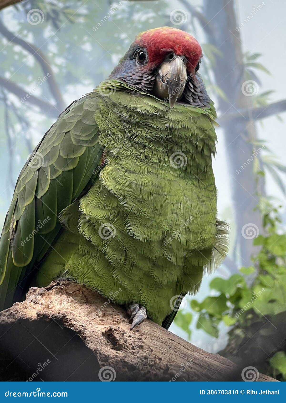 A Red Tailed Amazon Parrot stock photo. Image of beak - 306703810
