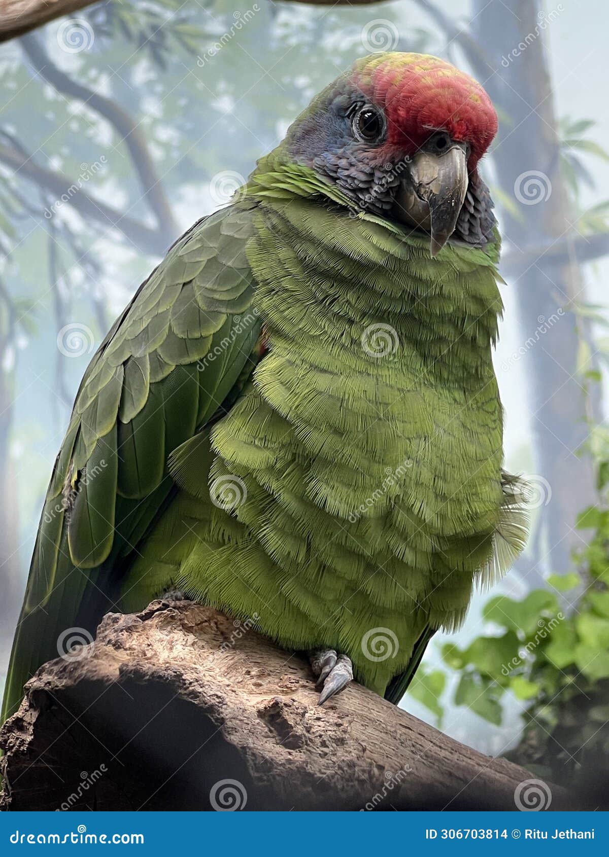 A Red Tailed Amazon Parrot stock photo. Image of color - 306703814