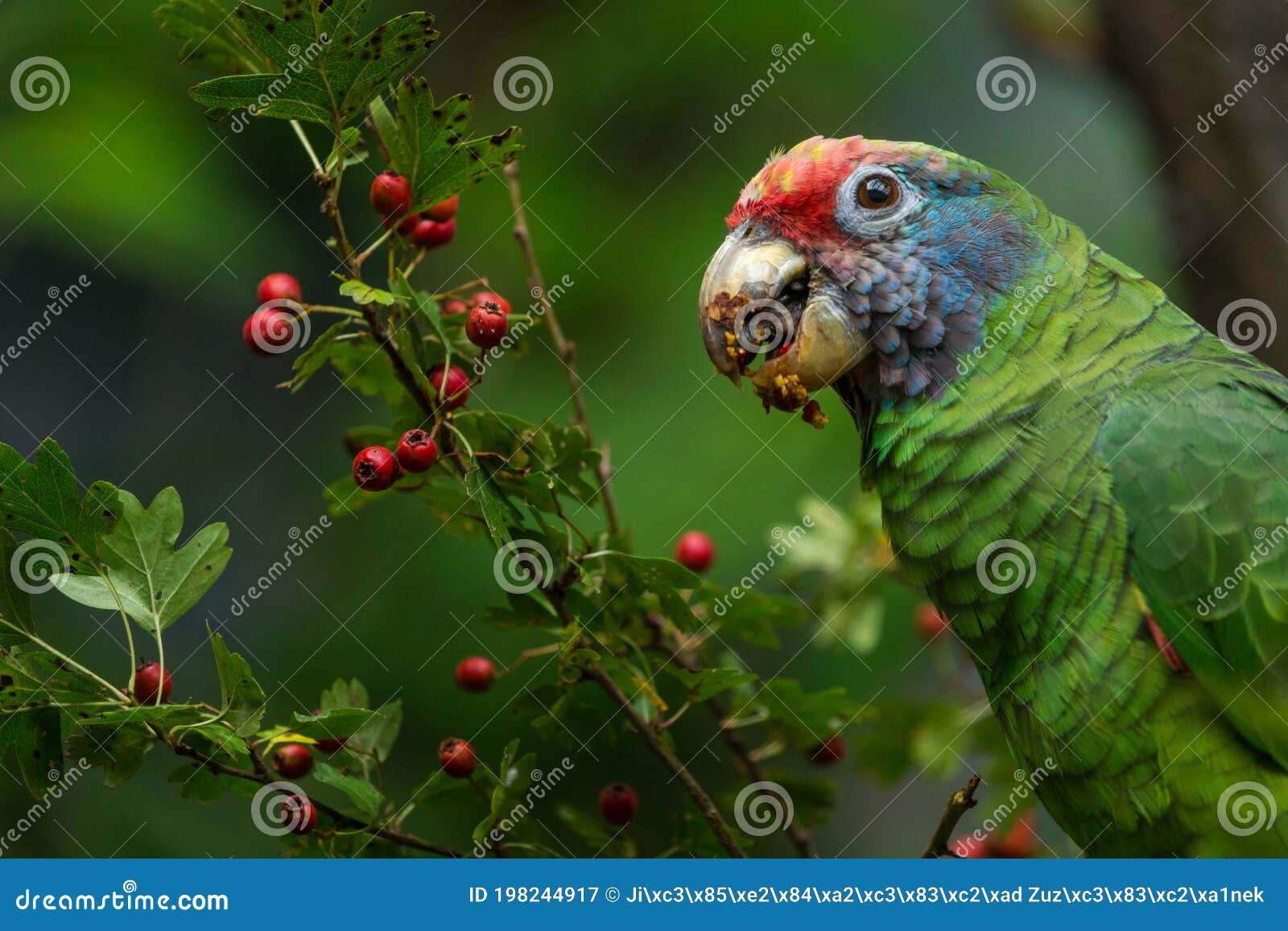 Red-tailed Amazon Portrait in Nature Stock Image - Image of animal ...