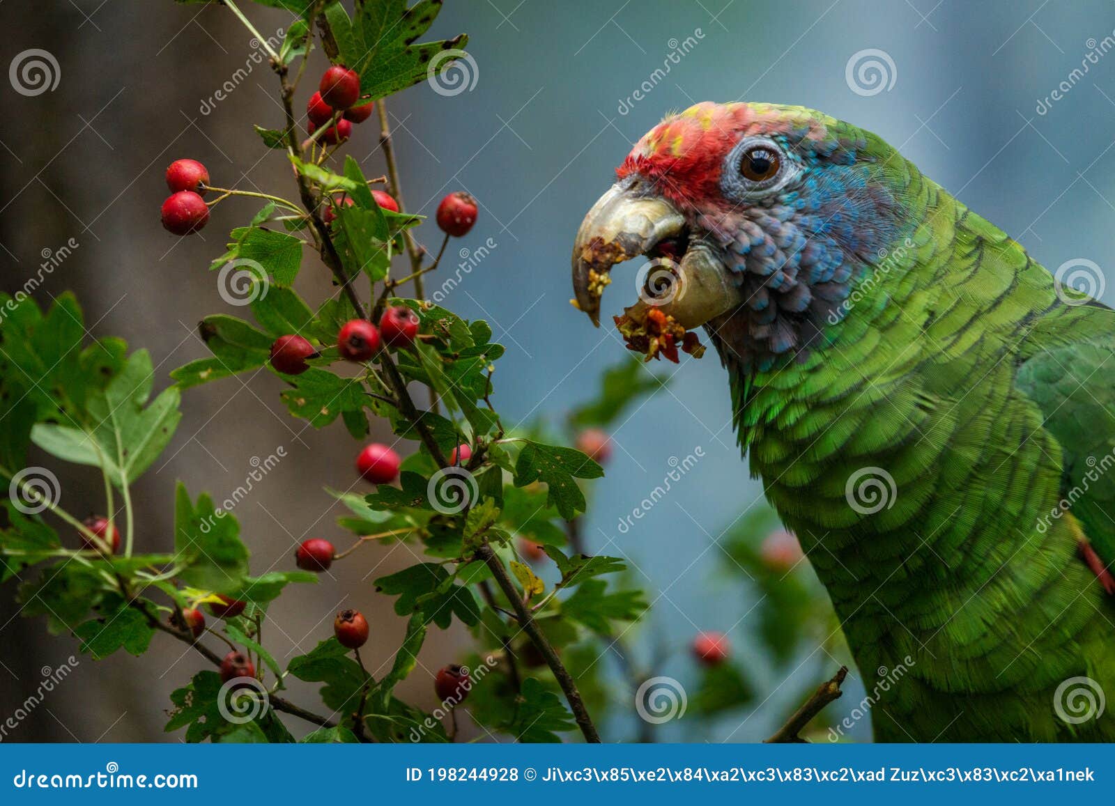 Red-tailed Amazon Portrait in Nature Stock Photo - Image of bird ...