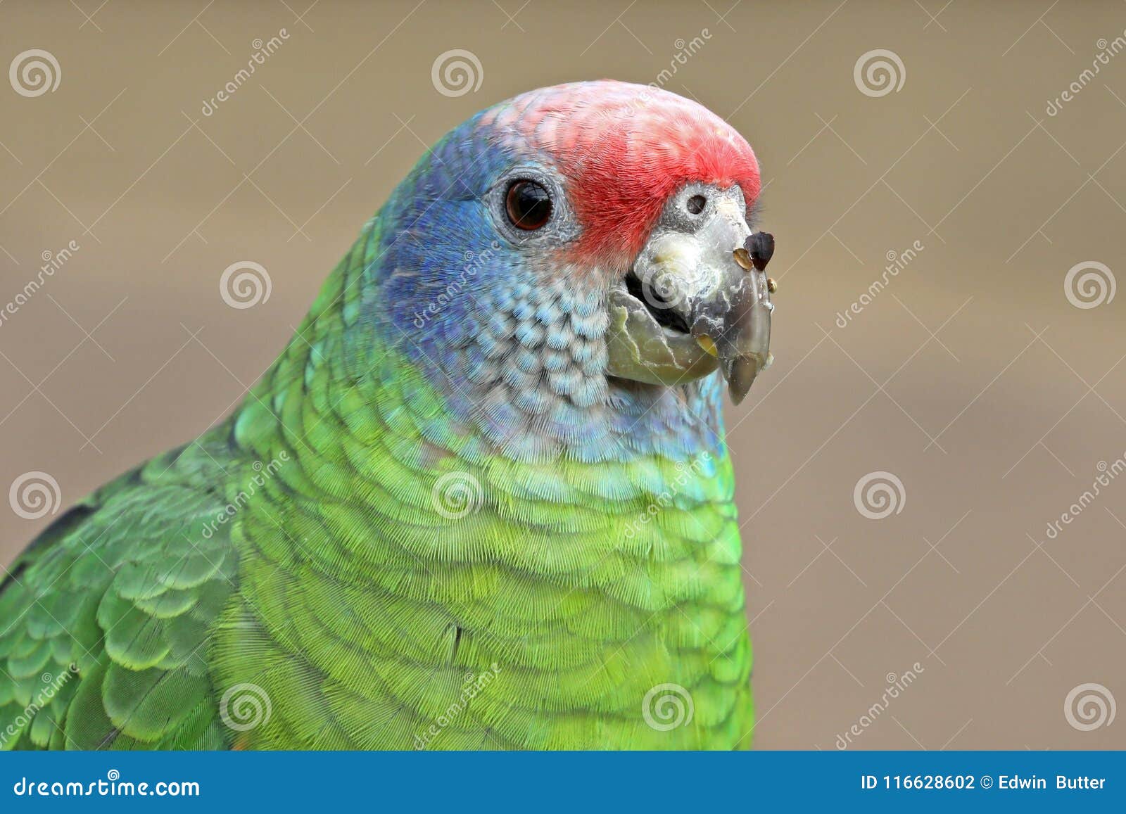 Red tailed amazon stock photo. Image of amazon, tailed - 116628602