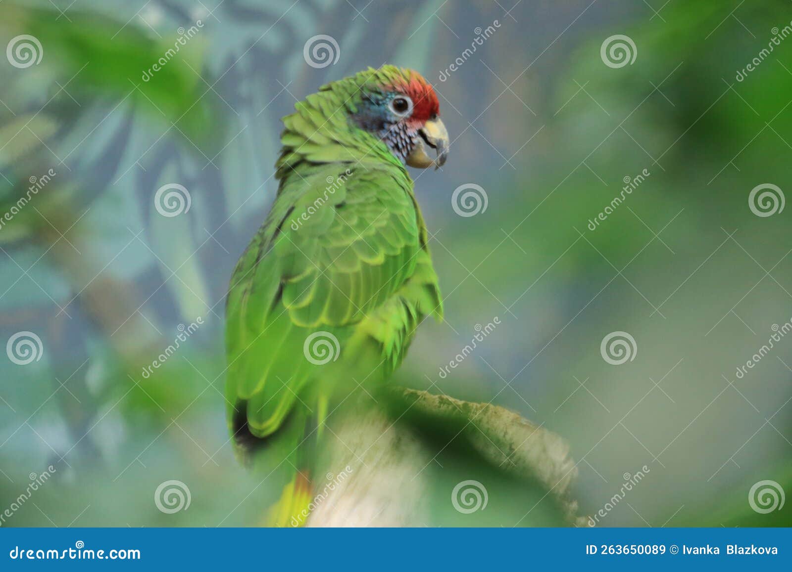 Red-tailed Amazon - Amazona Brasiliensis Royalty-Free Stock Image ...