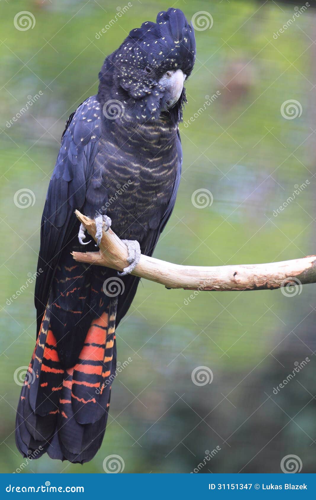 Red-tailed Black Cockatoo Royalty-Free Stock Image | CartoonDealer.com ...